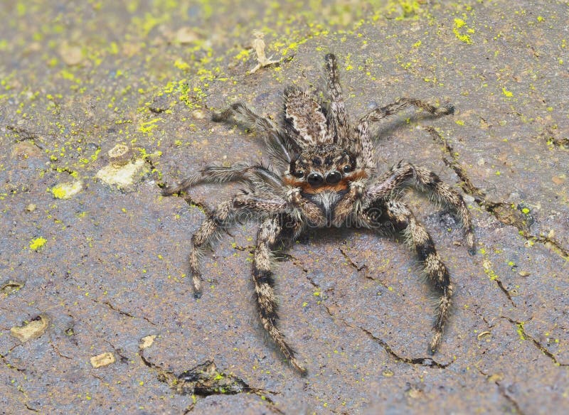 A Close-up Focus Stacked Image of Colorful Jumping Spider on a Brick ...