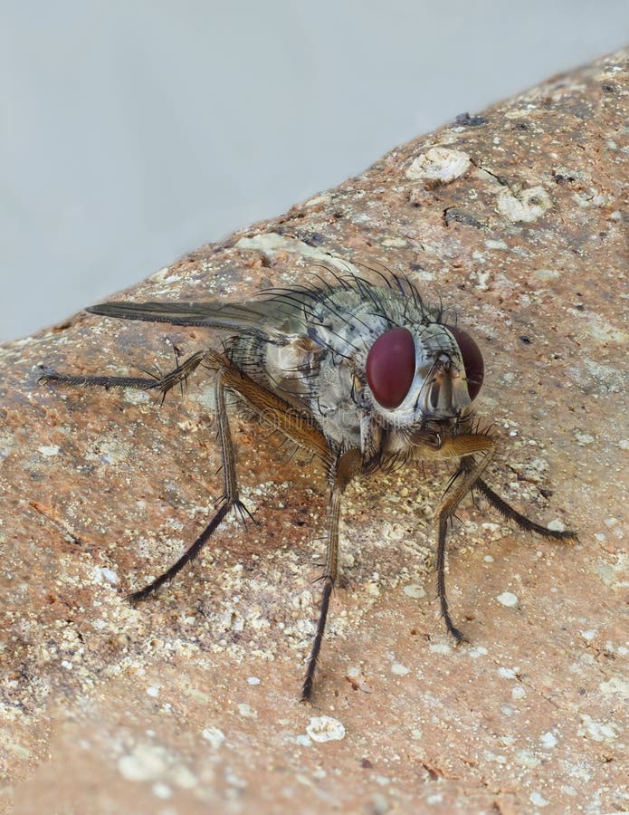 A Close-up Focus Stacked Image of a Common House Fly Stock Image ...