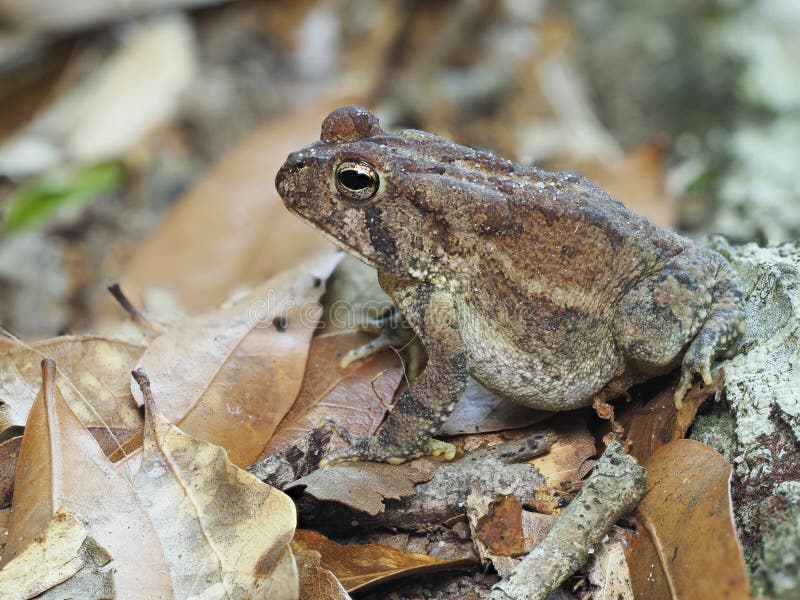 A Close-up Focus Stacked Image of a Southern Toad, Hiding in the Leaf ...