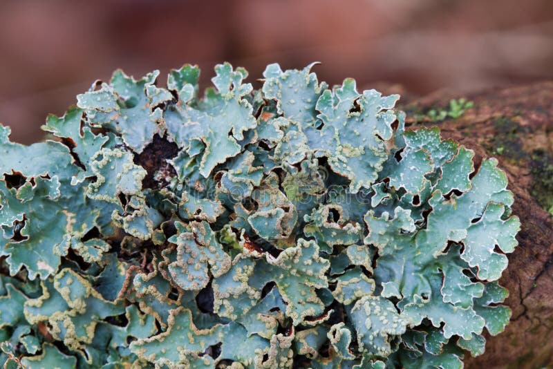 Macro of a Shield lichen stock photo. Image of close - 166882494