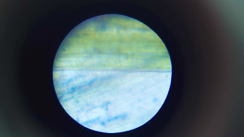Close Up Footage of the Cells Under Microscope. Science Stock Video ...