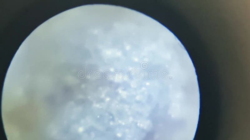 Close Up Footage of the Cells Under Microscope. Science Stock Footage ...
