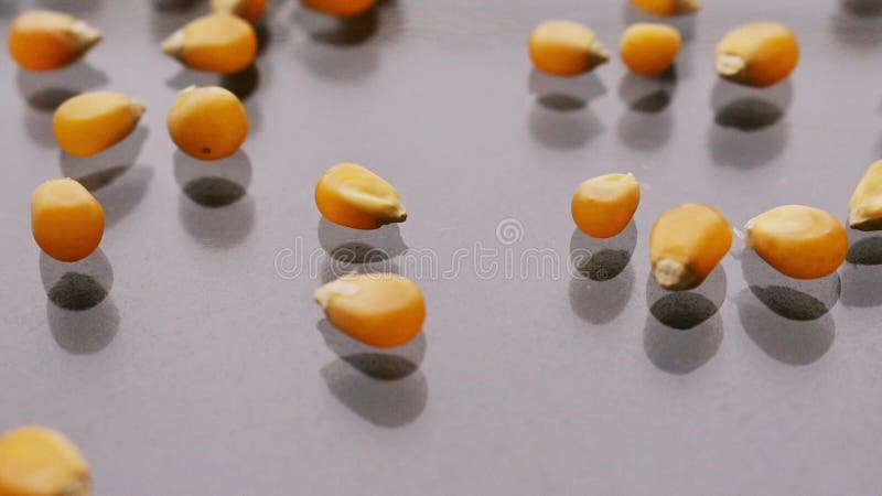 Close-up Footage of the Popcorn Kernels Falling Over a Smooth ...