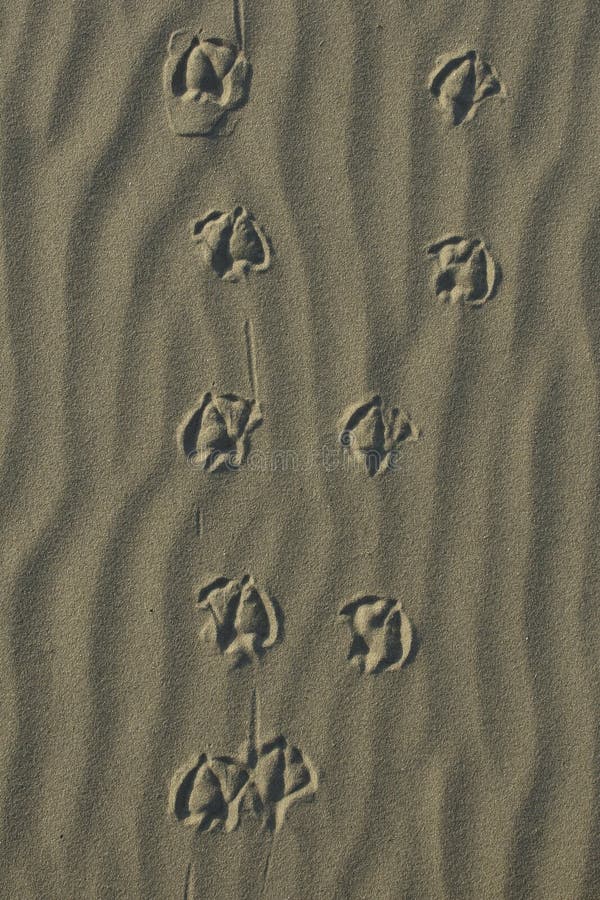 Footprints of a Gull in the Sand on the Beach Stock Photo - Image of ...