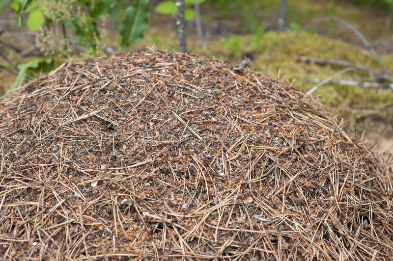 Close-up of a Forest Anthill of Fallen Pine Needles Stock Image - Image ...