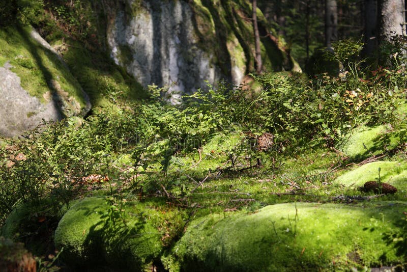 Close Up of Forest Bottom View Stock Image - Image of environment ...