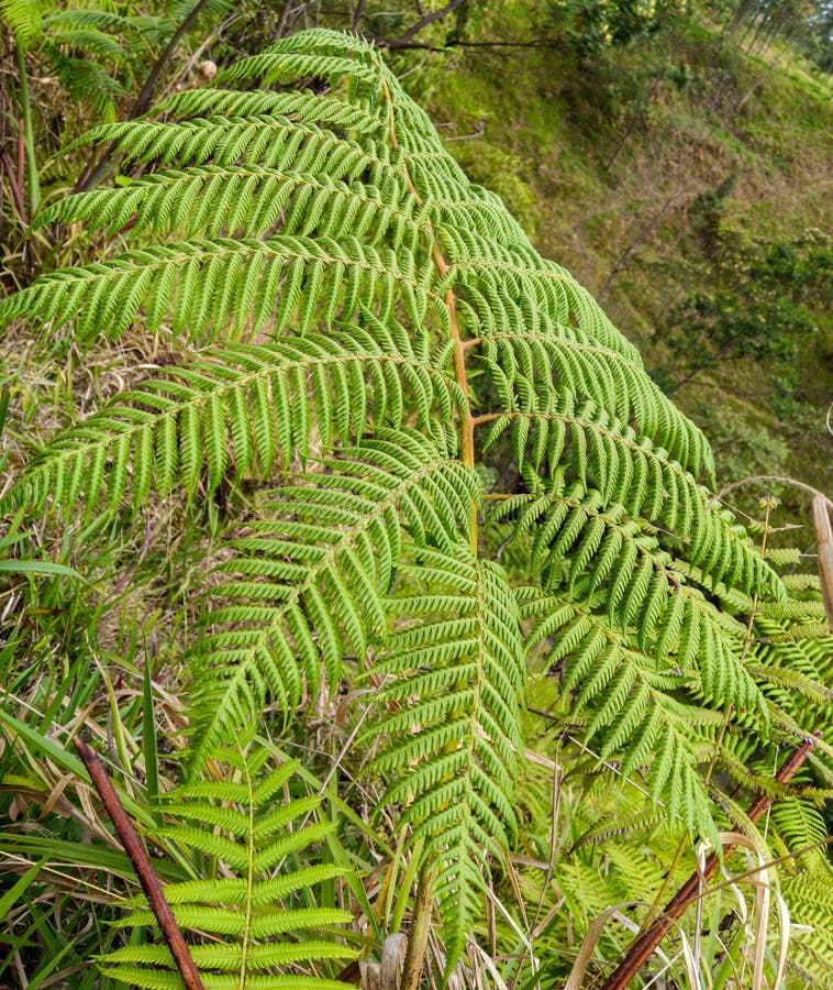 Texture of Large Forest Fern Leaves Stock Image - Image of biological ...