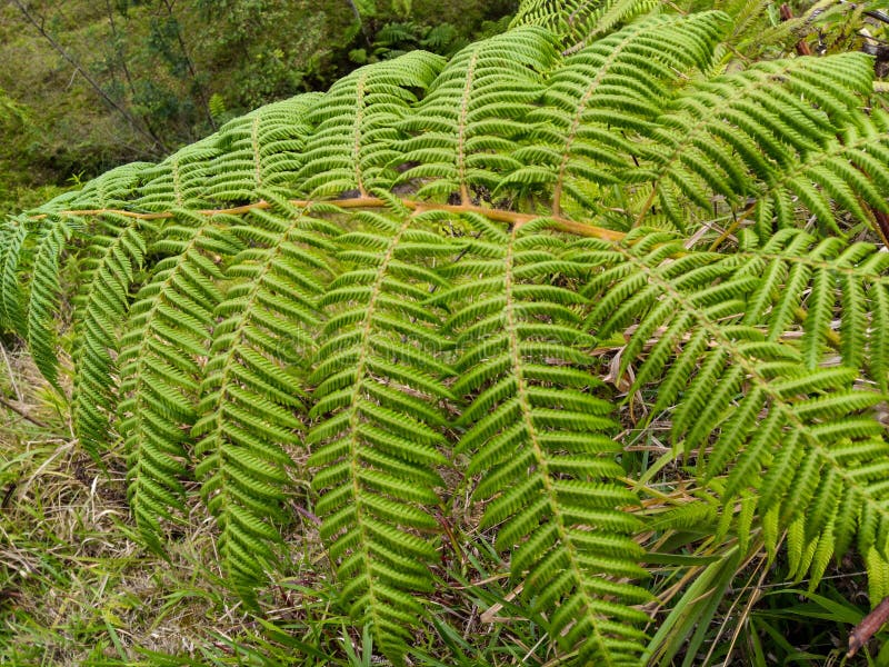 Texture of Large Forest Fern Leaves Stock Photo - Image of texture ...