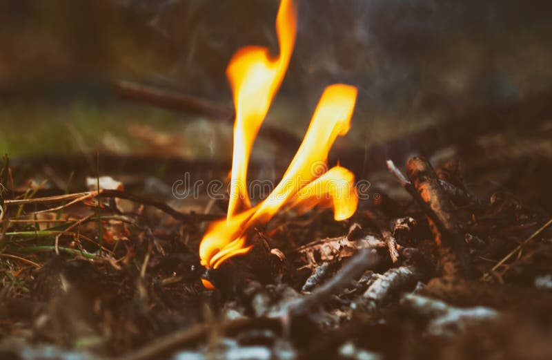 Close-up of a Forest Fire. Environmental Protection Stock Photo - Image ...