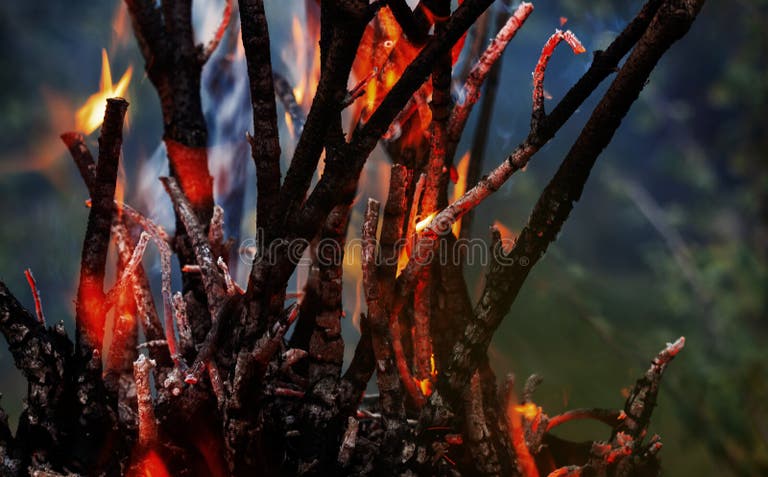 Close-up of a Forest Fire. Environmental Protection Stock Photo - Image ...