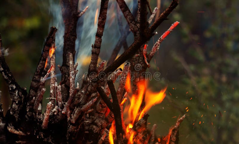 Close-up of a Forest Fire. Environmental Protection Stock Photo - Image ...