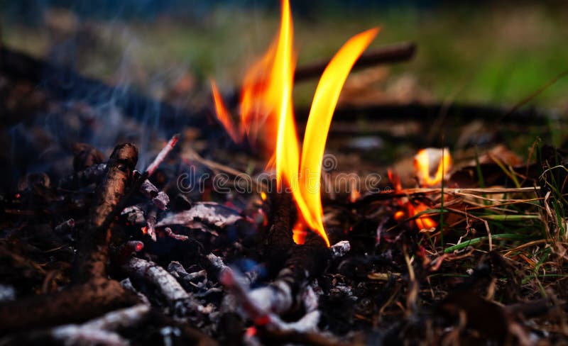 Close-up of a Forest Fire. Environmental Protection Stock Photo - Image ...