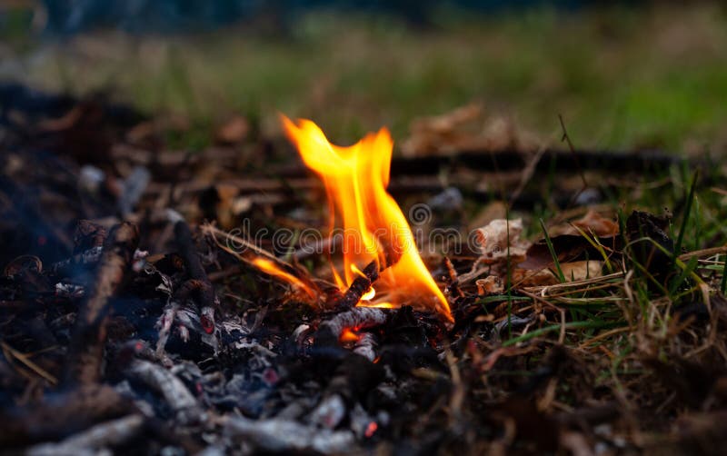 Close-up of a Forest Fire. Environmental Protection Stock Photo - Image ...