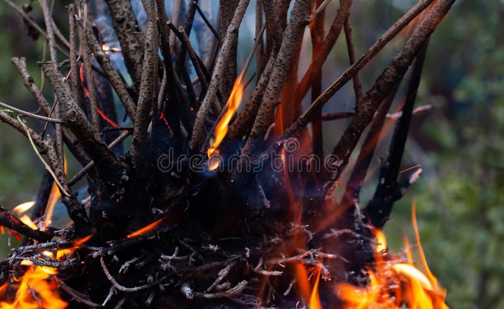 Close-up of a Forest Fire. Environmental Protection Stock Photo - Image ...