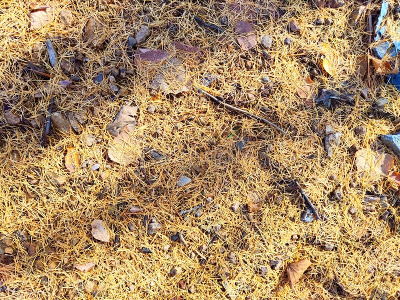 A Close-up of a Forest Floor Covered in Fallen Pine Needles and ...