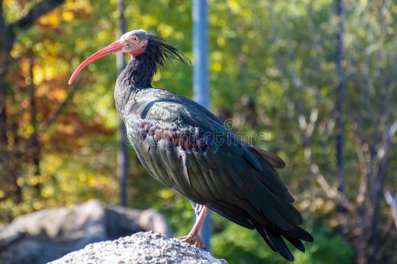 Close-up of a Forest Ibis Looking at the Camera Against a Backdrop of ...