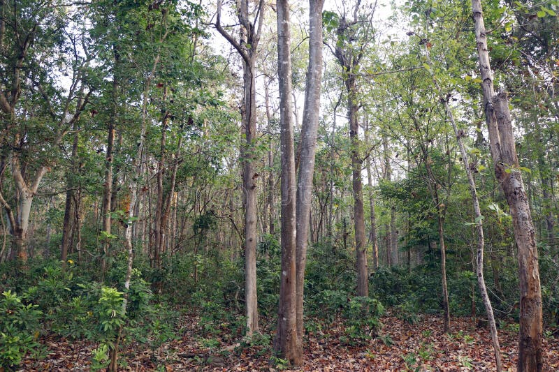 Close Up Forest Jungle Scenery with Tall Trees in Summer Season Stock ...