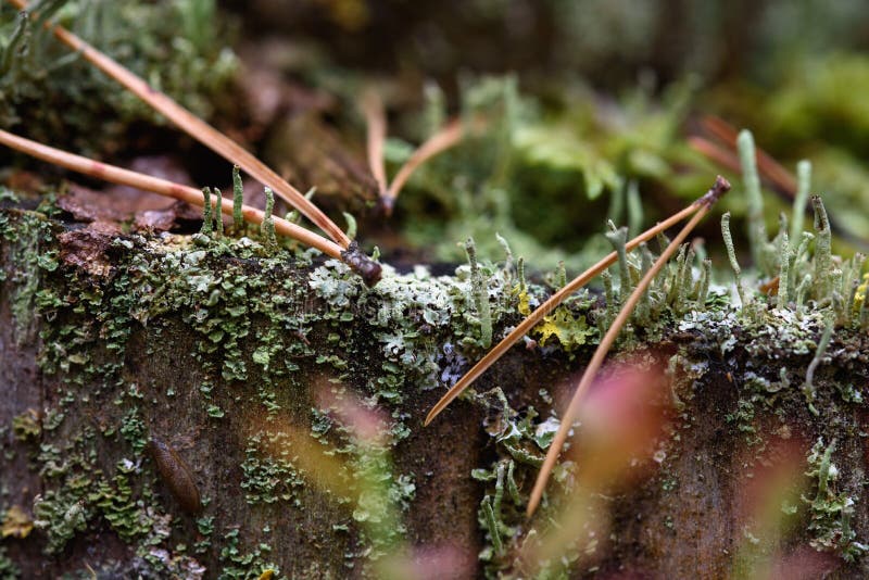 Close Up of Forest Micro Plants Stock Photo - Image of daytime, green ...