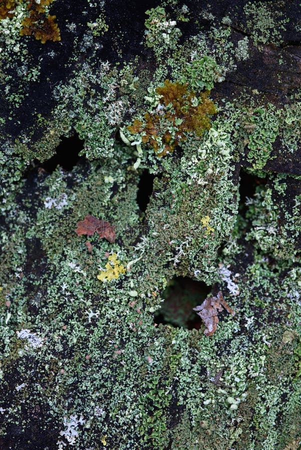 Close Up of Forest Micro Plants Stock Image - Image of material, moss ...