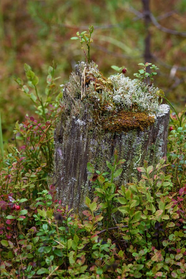 Close Up of Forest Micro Plants Stock Photo - Image of cladoniaceae ...
