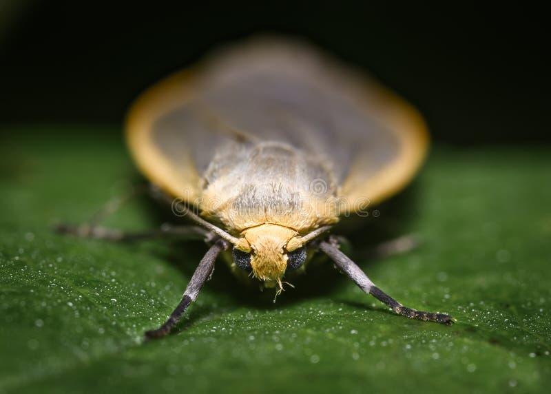 Close Up View of the Forest Moth on the Leave of a Shrub Stock Photo ...