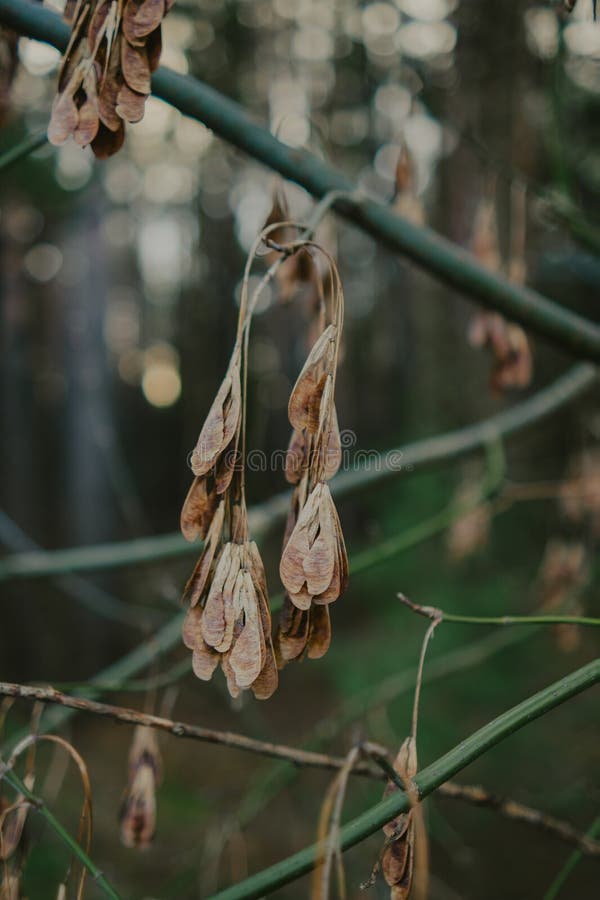 Close-up of Forest Textures Stock Image - Image of bark, leaves: 372219101