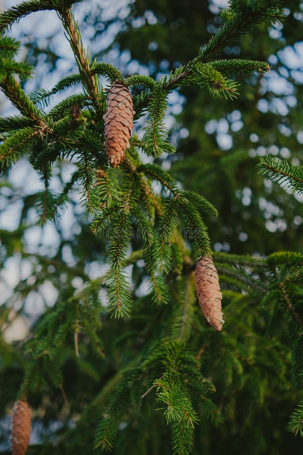 Close-up of Forest Textures Stock Photo - Image of structure, organic ...