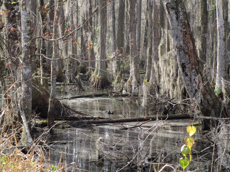 Close Up of Forest, North Florida Stock Photo - Image of overflowing ...