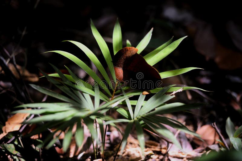 Objects and nature stock image. Image of forest, background - 240716705