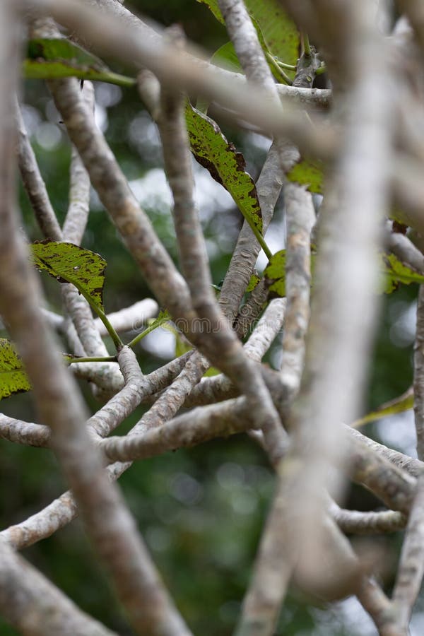 Beauty of Nature, Abstract Scene from Tree Twigs Stock Image - Image of ...