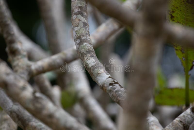 Beauty of Nature, Abstract Scene from Tree Twigs Stock Image - Image of ...