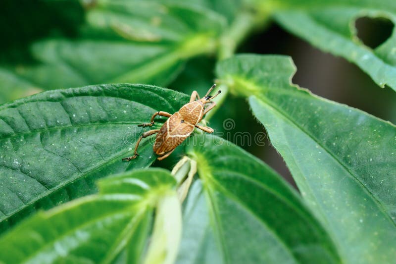 Formosan Striped Weevil on Green Leaf. Stock Image - Image of arthropod ...