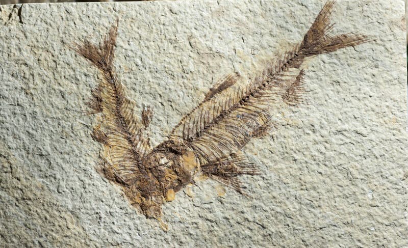 Fish Fossil, Extinct Species Print Stock Photo - Image of fish, sand ...