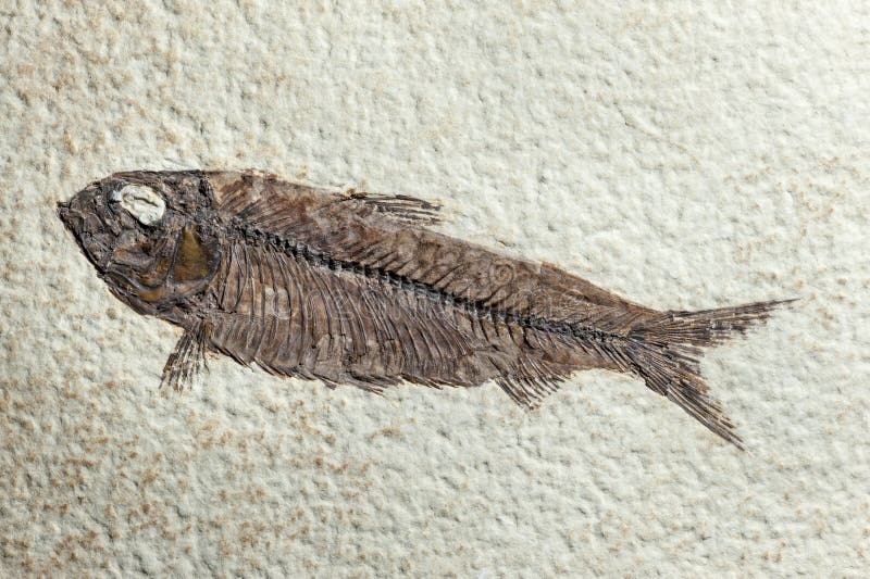 Fossil of Fish with Long Body Stock Image - Image of bone, geology ...