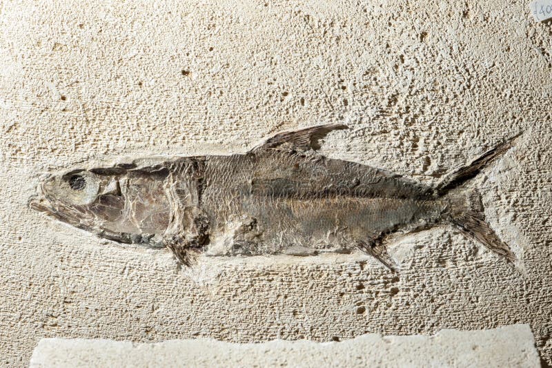 Fossil of Fish with Long Body Stock Image - Image of bone, geology ...