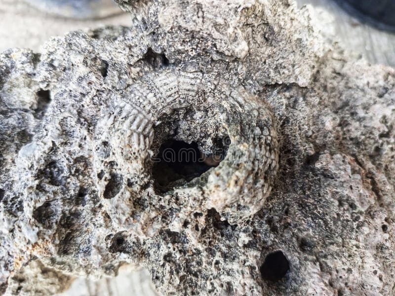 Fossil shells on the reef stock image. Image of archeology - 258456765