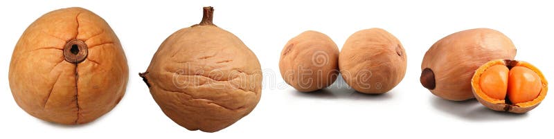 A Close Up of Four Different Types of Nuts. Isolated on Transparent ...