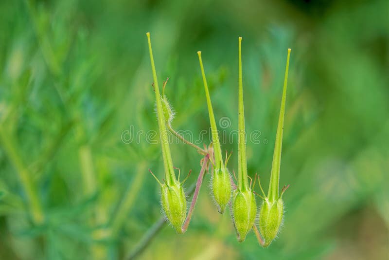 Erodium stephanianum stock photo. Image of natural, erodium - 192522368