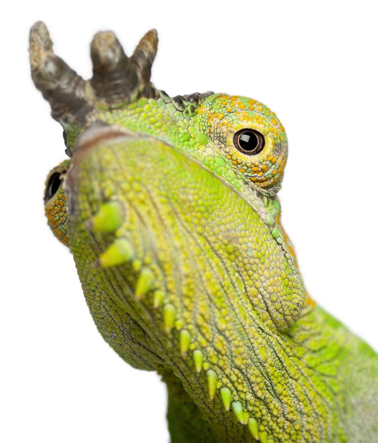 511 Chameleon Front View Stock Photos - Free & Royalty-Free Stock ...