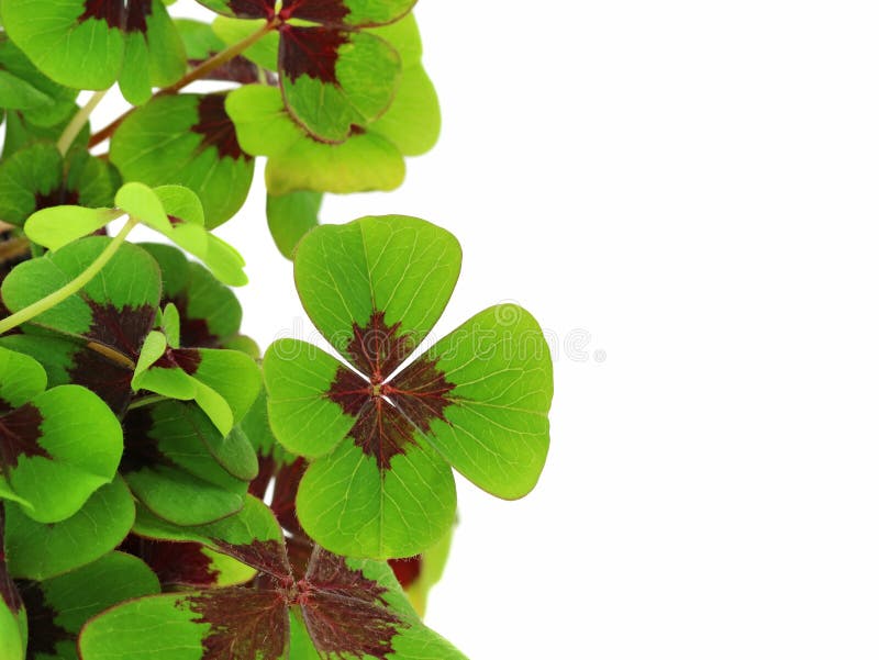 Close Up Of Four Leaf Clover, Cloverleafs On White Background With Copy ...