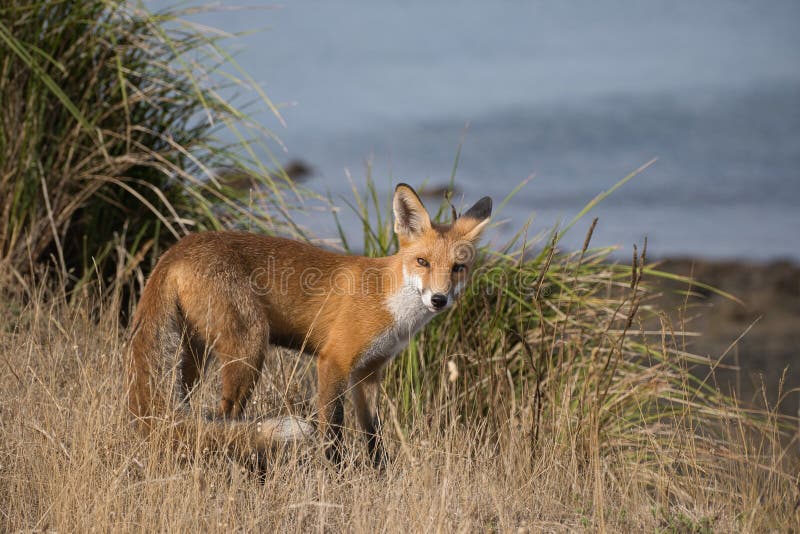 Close up of a fox in grass stock photo. Image of alert - 353635124