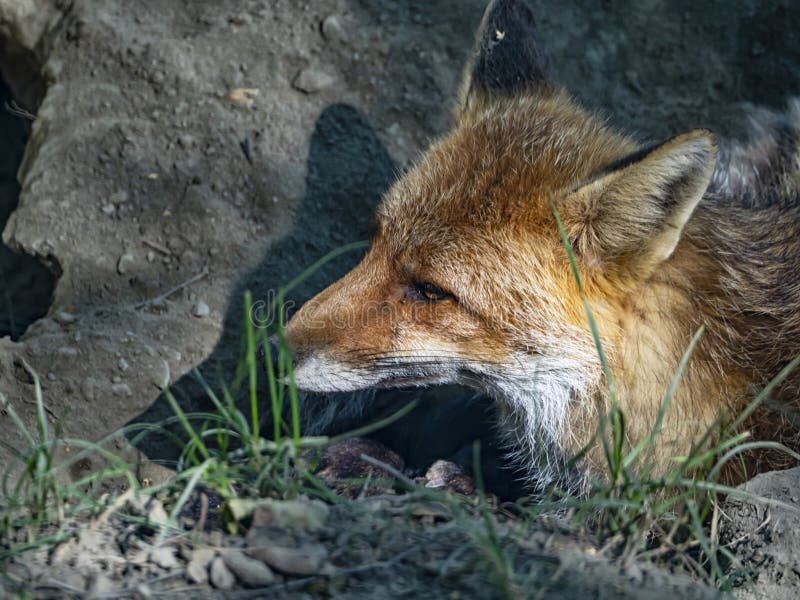 Close-up of a fox head stock image. Image of nature - 194119671
