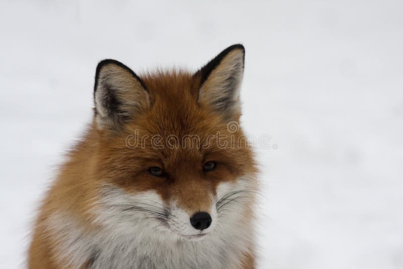 Fox head stock image. Image of nose, head, snow, foxes - 30008179