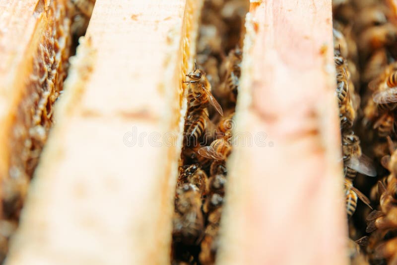 Close Up Frames Bees in a Hive Frames Full of Honey and Insects Rich ...