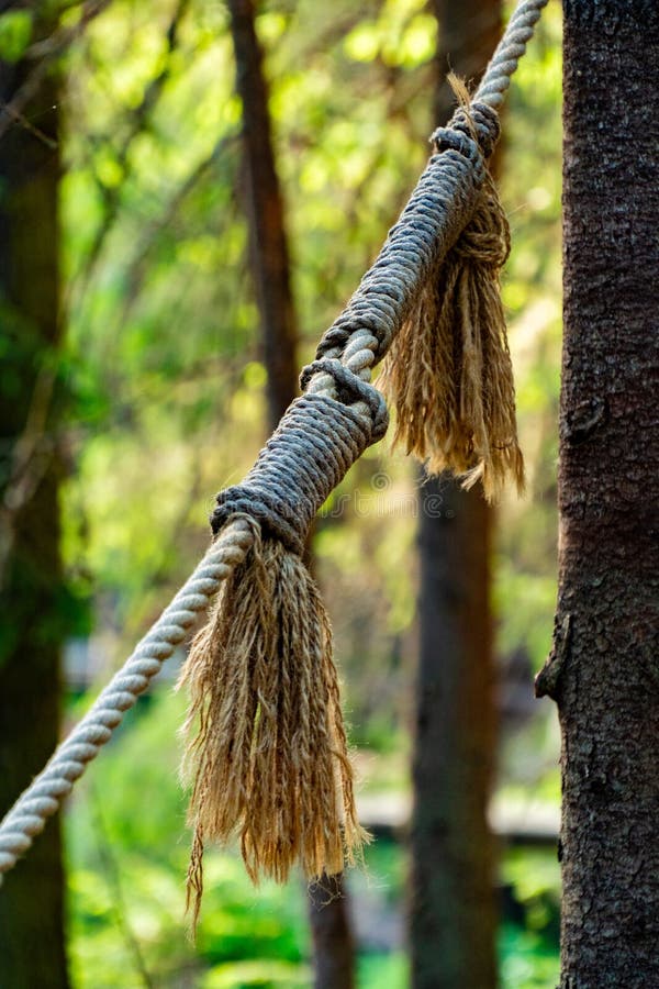 Close-Up of Frayed Rope in Forest Setting Stock Photo - Image of nature ...