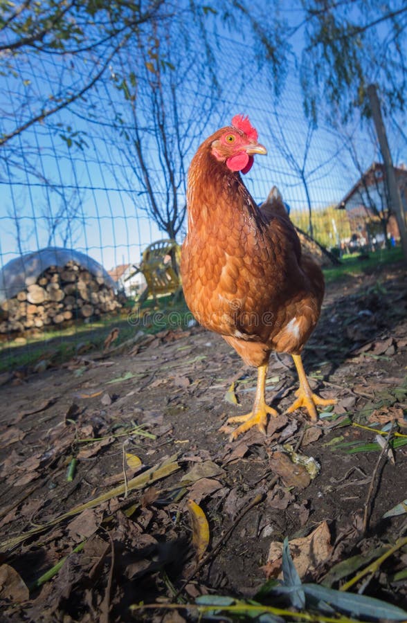 Poultry - Brown Layer Hens Free Range Stock Image - Image of fowl, beak ...