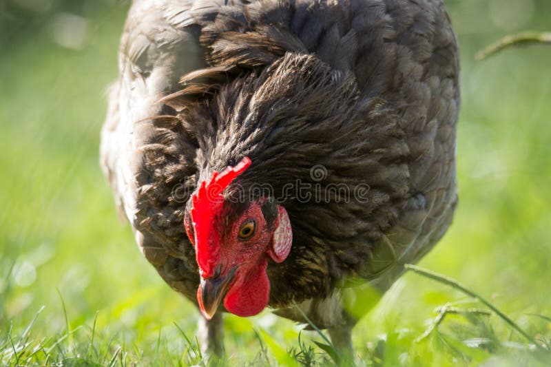 Close Up of Free Range Chicken Foraging Stock Photo - Image of quail ...