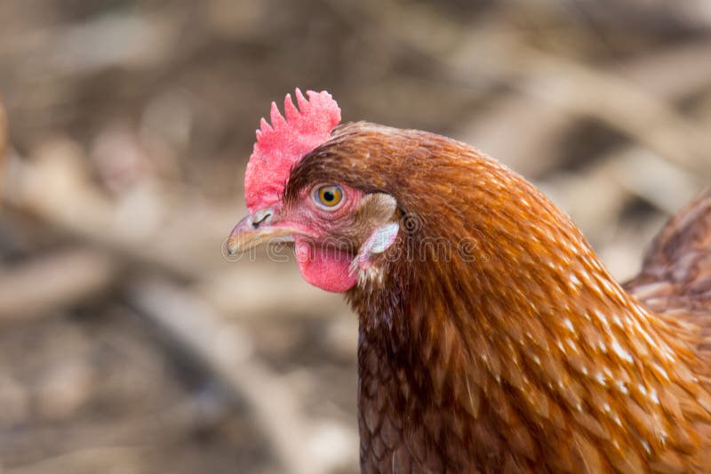 Close Up of Free Range Chicken Foraging Stock Photo - Image of meat ...
