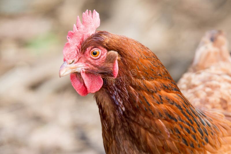 Close Up of Free Range Chicken Foraging Stock Photo - Image of rooster ...