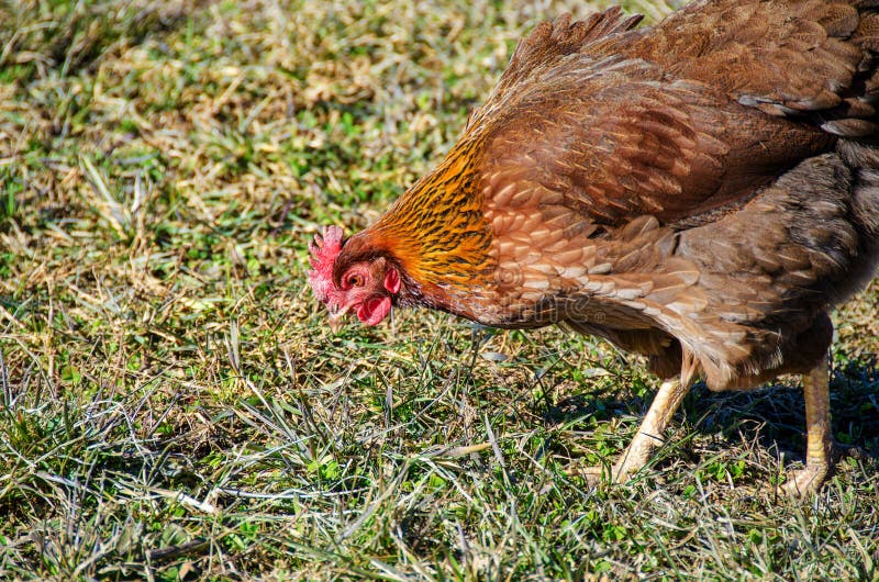 Free Range Chicken in Grassy Field Stock Image - Image of beak, animal ...
